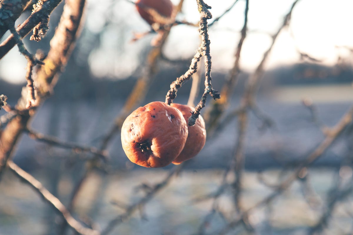 Rotten Apples. What do you do with split, spotted, and… | by Elizabeth ...