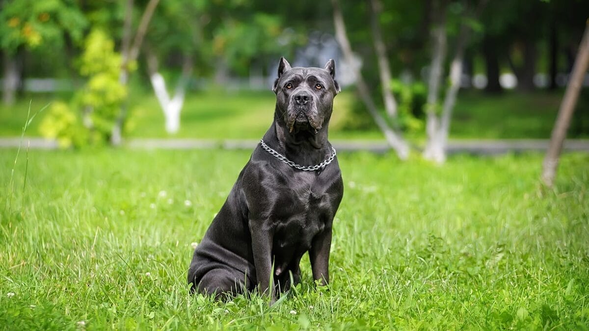6 Reasons a Cane Corso Might Not Be the Right Pet For You | by Davin ...