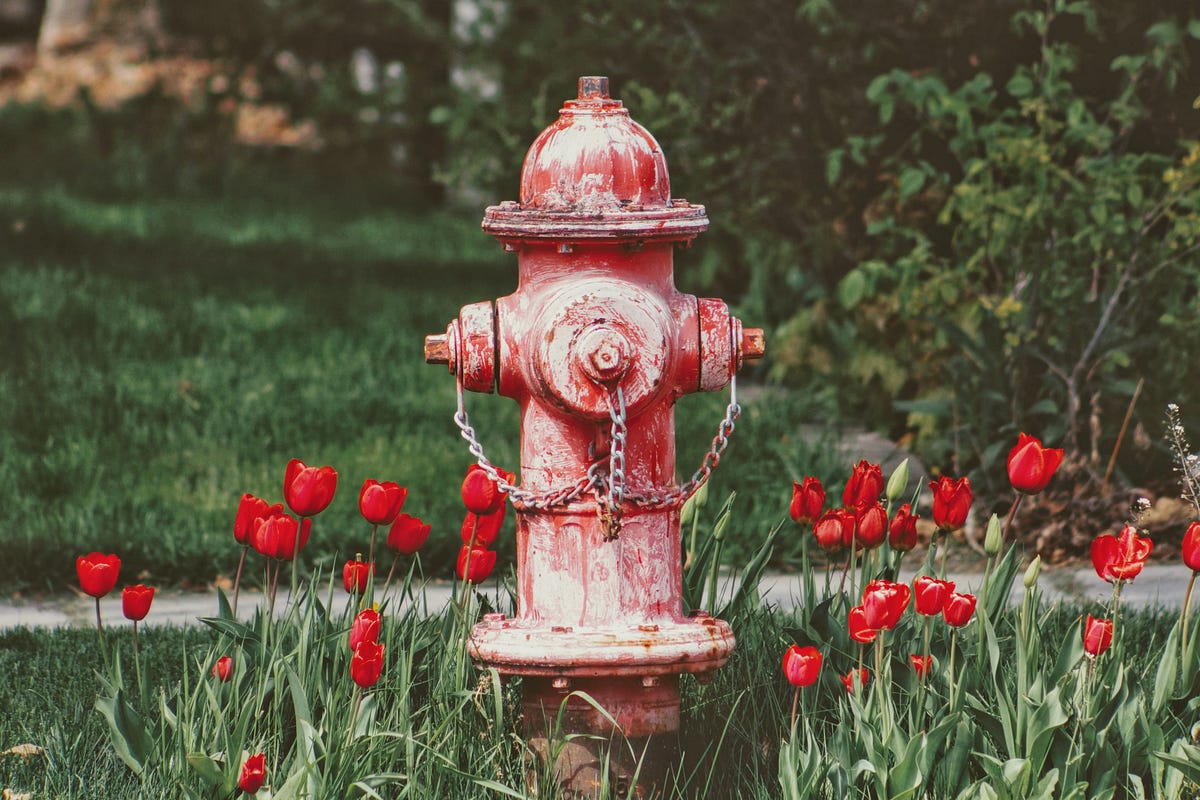 Five Fast Facts Volume #2. Fire hydrants, litter boxes, and dirt | by ...