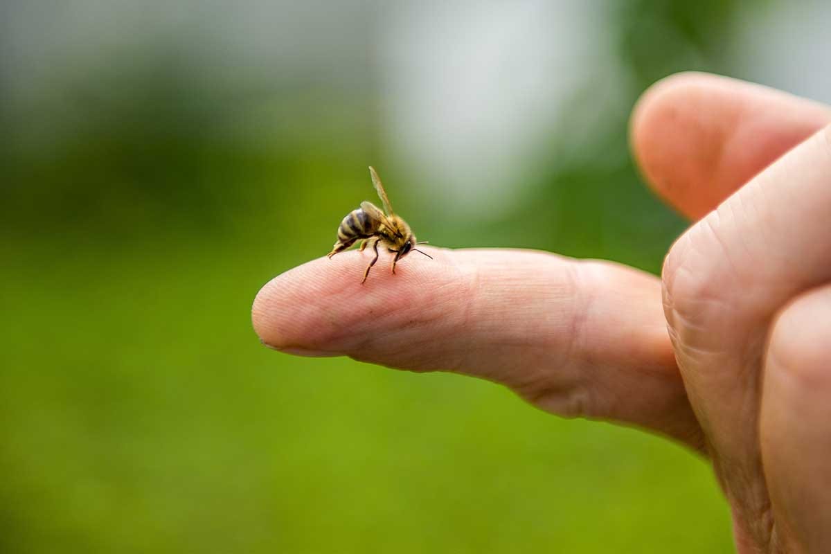 Stinging Insects in Virginia: 9 Species That Can Send You to the ER ...