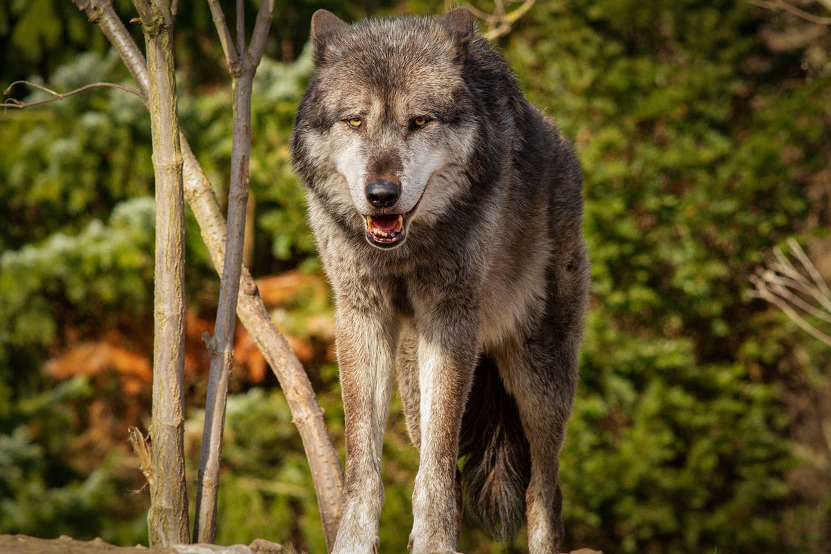 The Wolf at My Door - The Daily Cuppa - Medium
