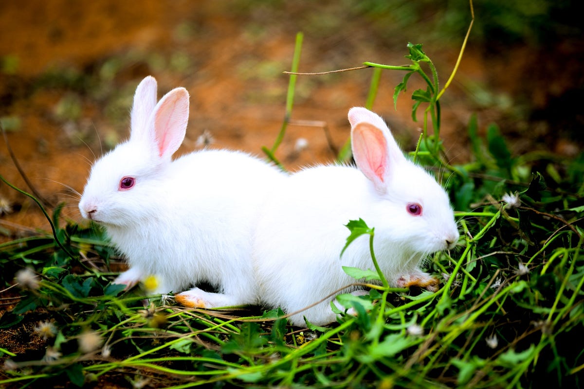 What Are the Different Breeds Of Dalmatian Rabbits? - Backyard Bunny ...