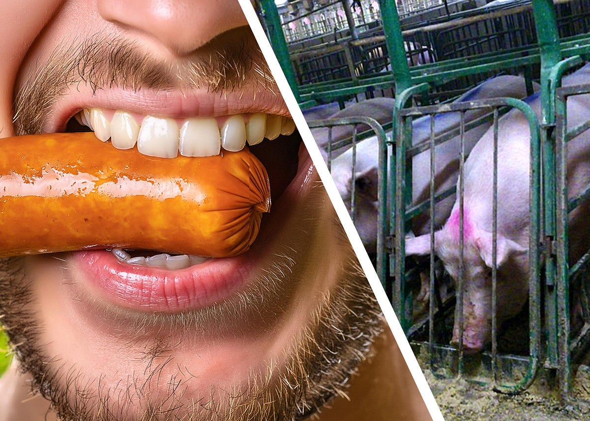 Eating Animals Is for Cowards. Here is why | by Pala Najana | THE FUTURE IS VEGAN | Medium