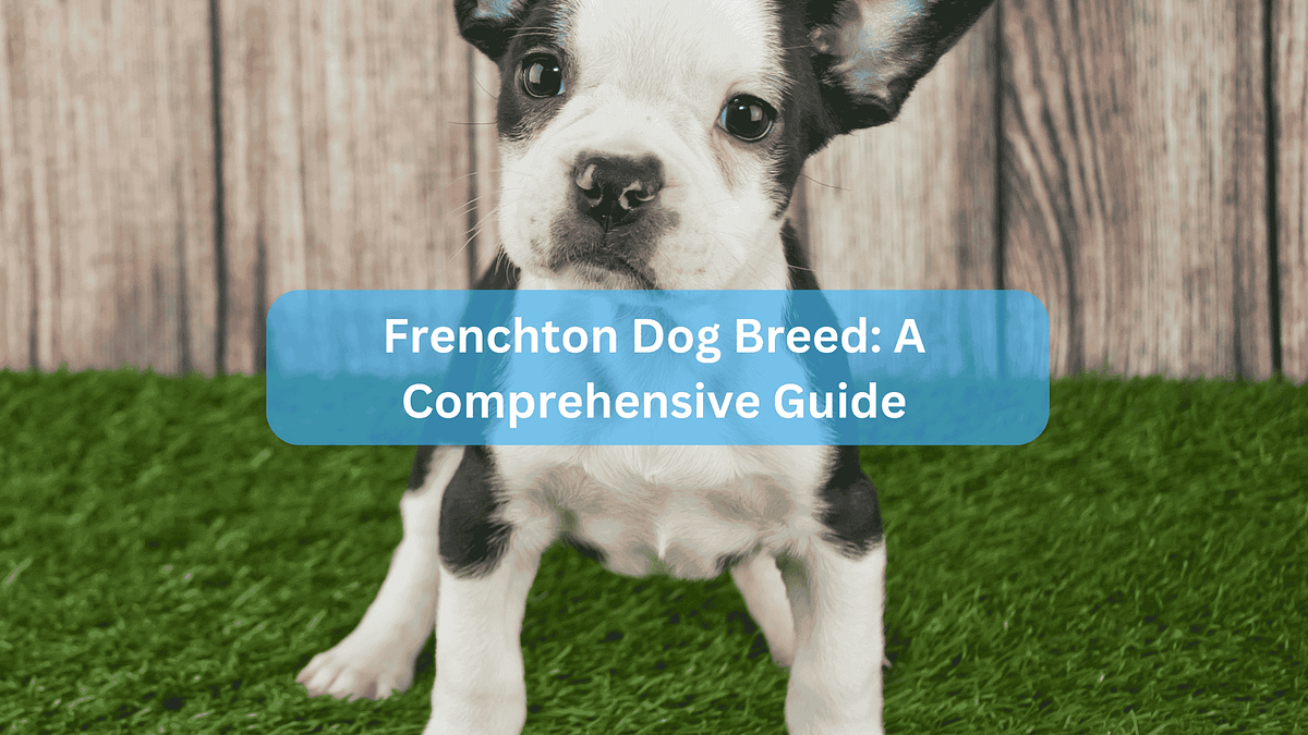 Frenchton Dog Breed: A Comprehensive Guide | by Kartikey dwivedi | Sep ...