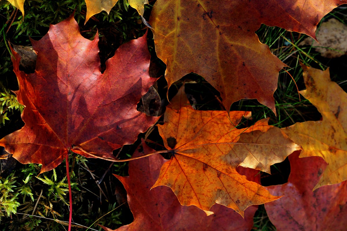 September | Poem - Emily Begin - Medium