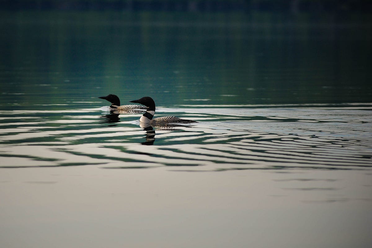 Two Loons. A poem on the ebb and flow of love. | by Jack Lincoln ...
