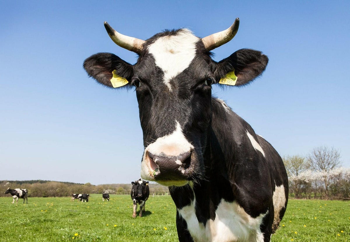 Forced Breeding of Cows. The forced breeding of cows for the… | by ...
