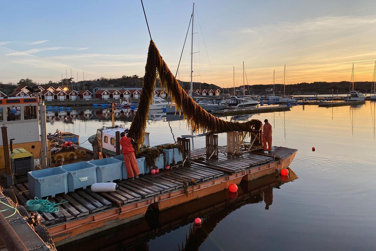 Floating aquaculture and seaweed farms grow at scale - The Floating ...