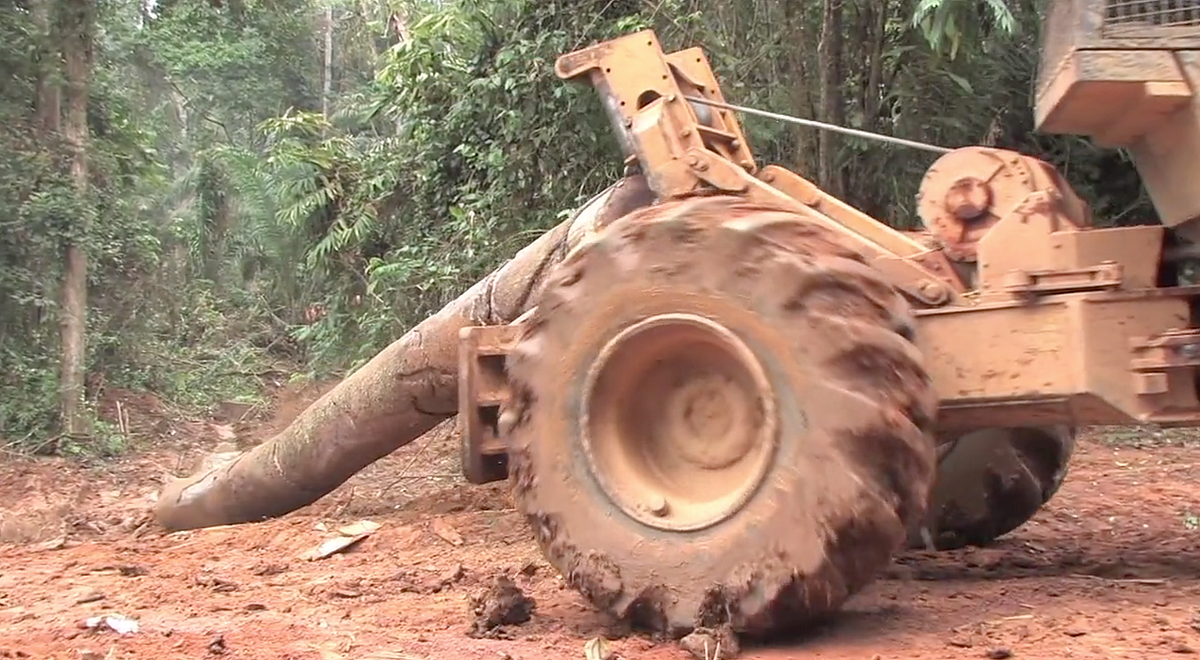 Can maps stop a bulldozer?. How MapHubs helped stop a palm oil… | by ...