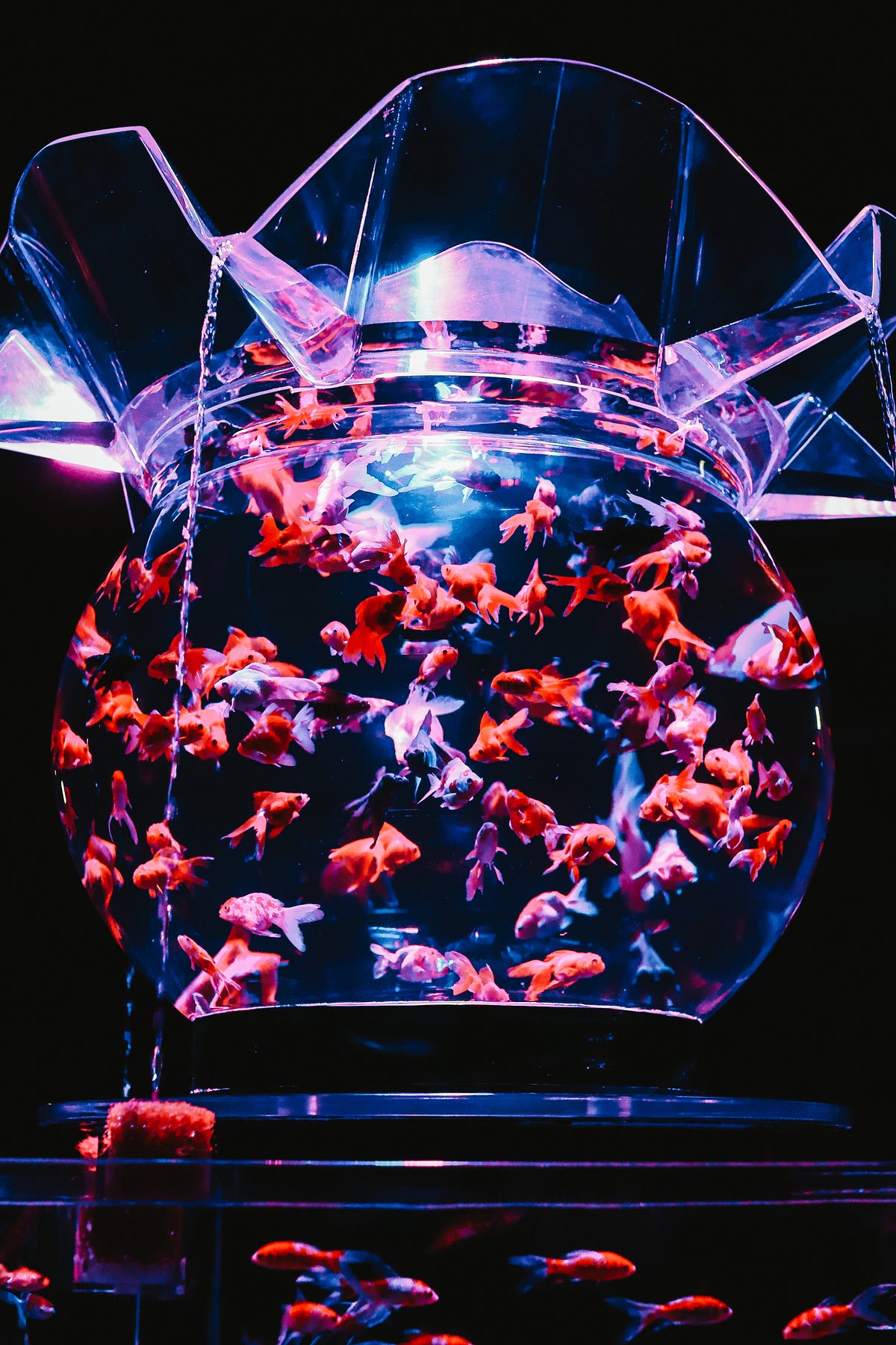 The Goldfish Principle in Business.. | by S M Aqib Murshed | AI ...