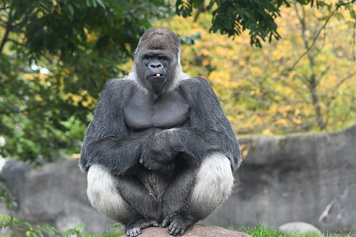The Invisible Gorilla Experiment…🦍 | by Shaily Goel | Medium