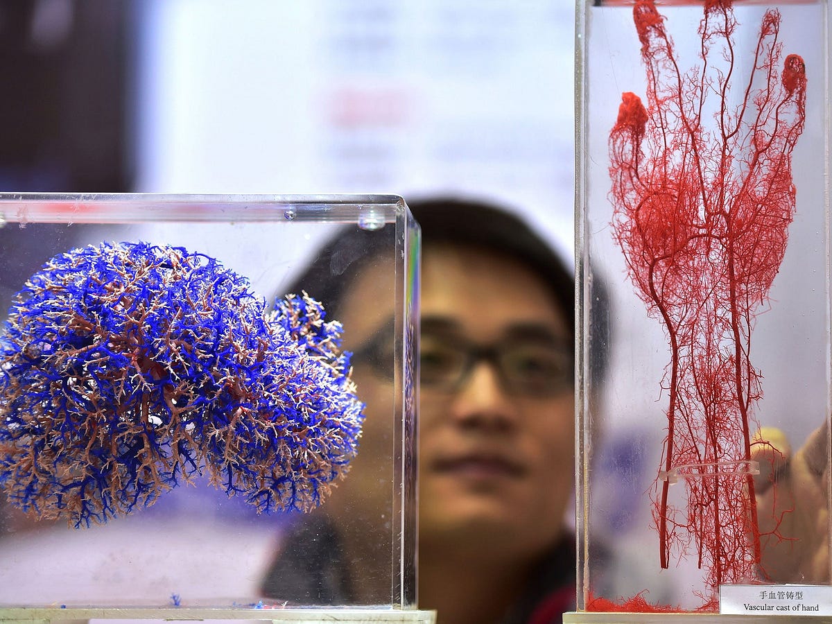 Bioprinting of Tissues and Organs | by Hayden Lim Khai Eun | Sep, 2024 ...