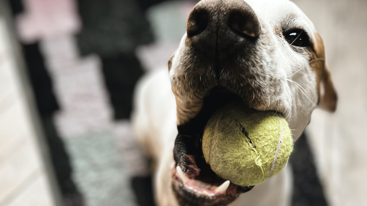 Tennis Balls: A Silent Threat to Your Dog’s Dental Health | by Flint ...