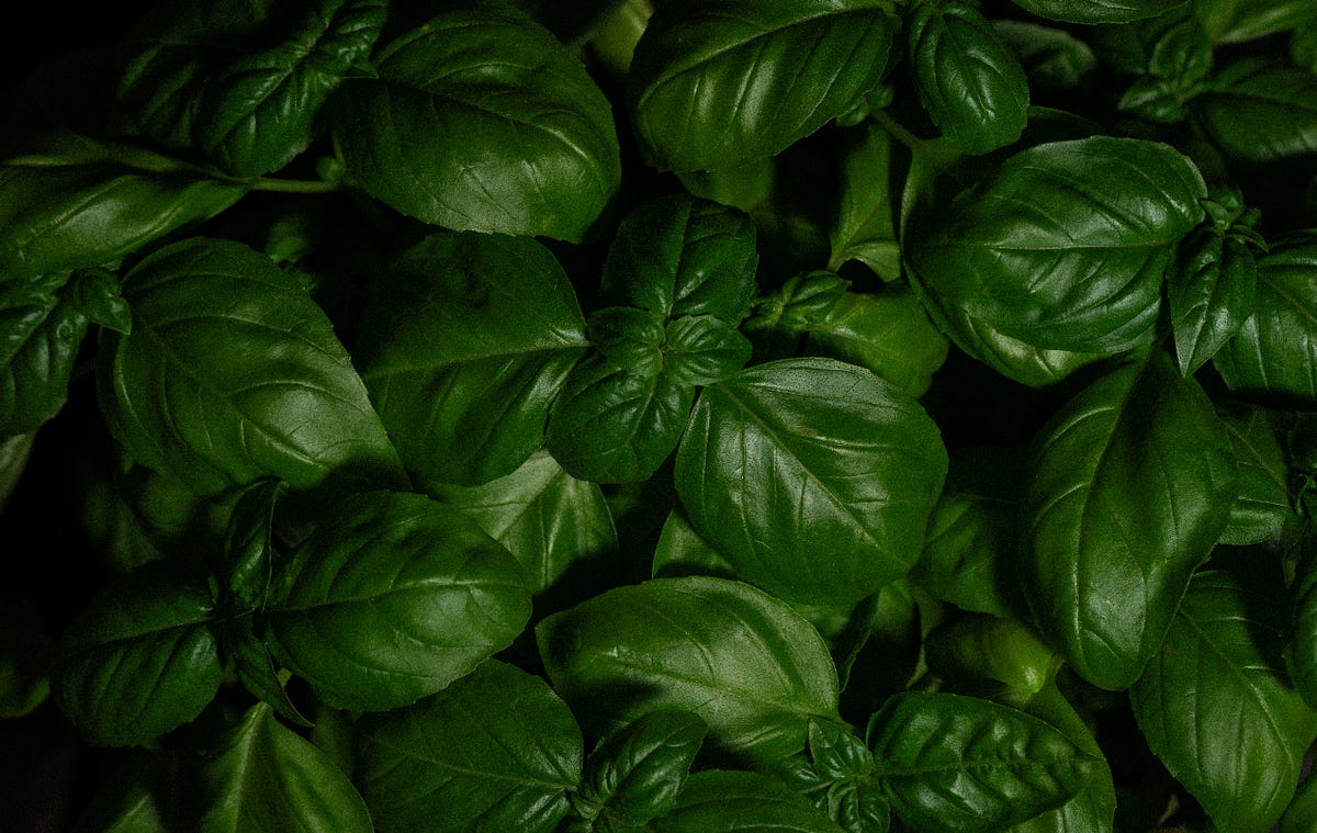 The Basil Cycle — an Epicurean Epic Explained | by Marilyn Flower ...