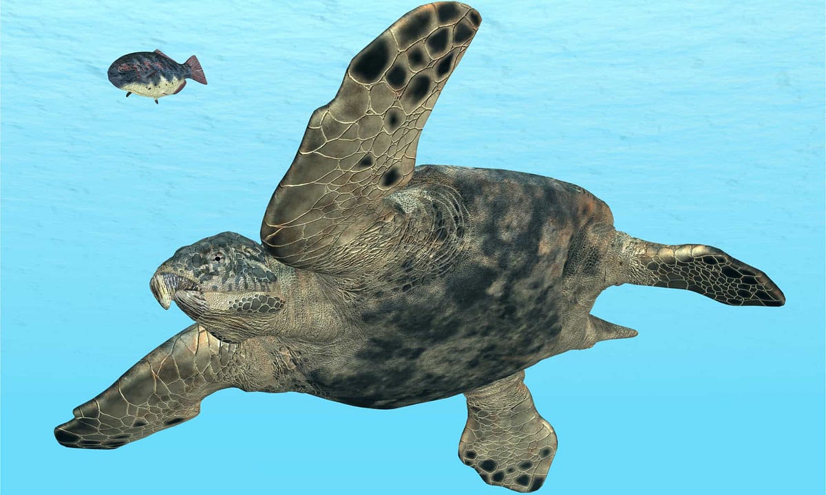 Turtles: Through the Ages. Permian-Triassic Extinction Event: The… | by ...