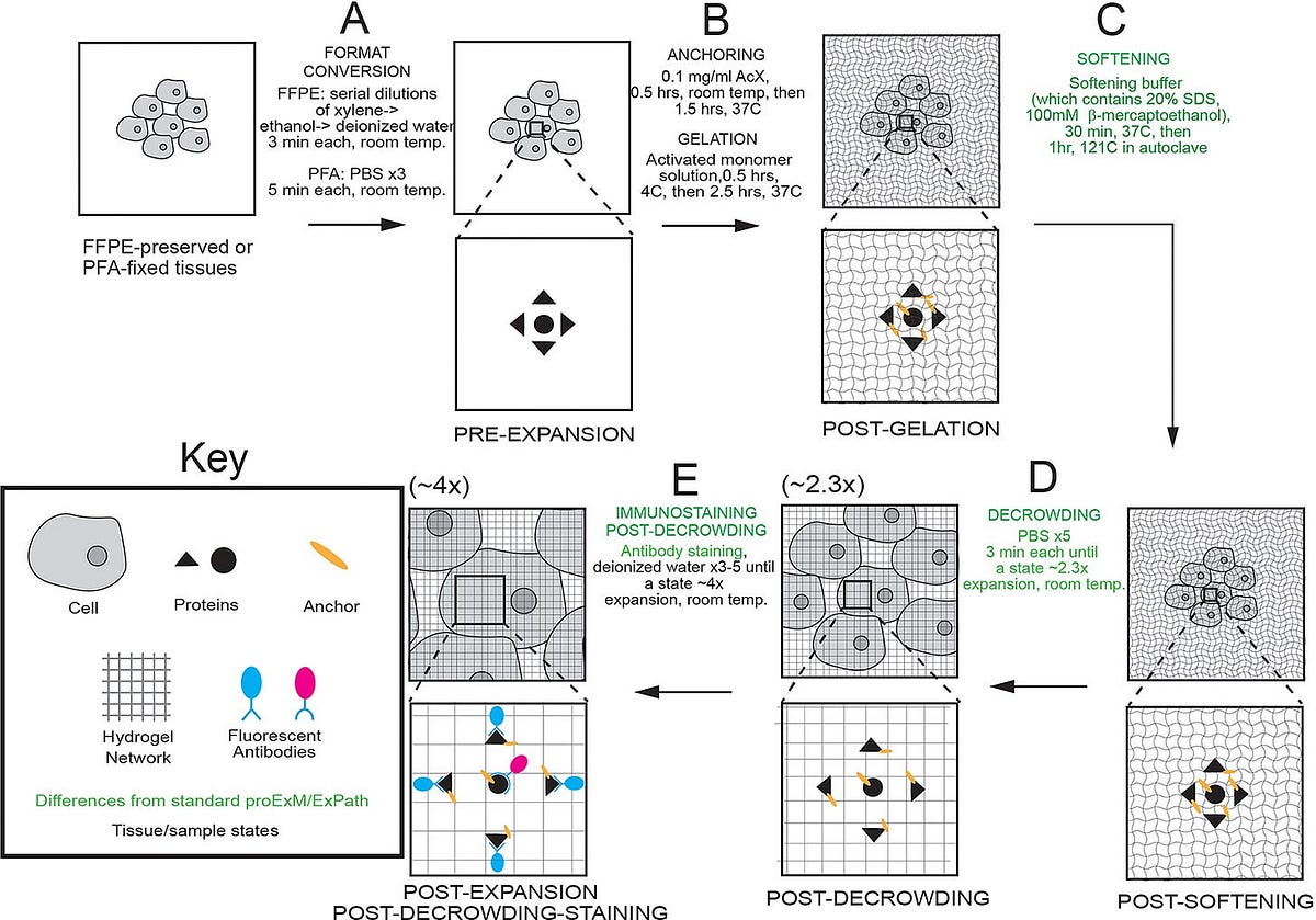 Improved immunostaining of nanostructures and cells in human brain ...