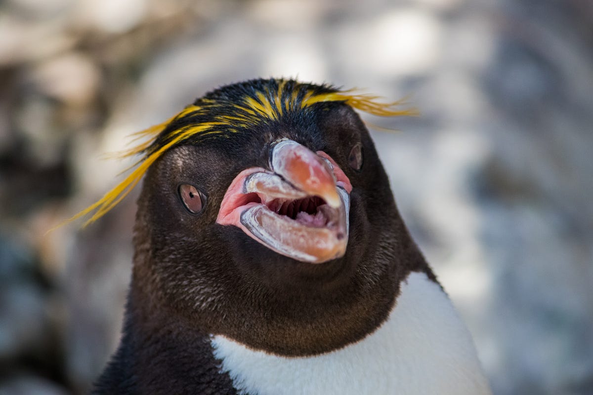 The Penguin Political Compass is Complicated And Controversial | by ...