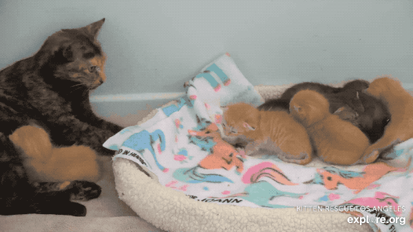 Kitten Purring Gif
