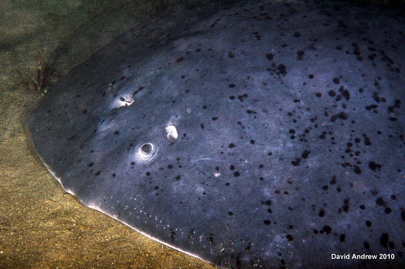 David Andrew: Pacific Torpedo Ray | by Michael Bear | Rapture of the ...
