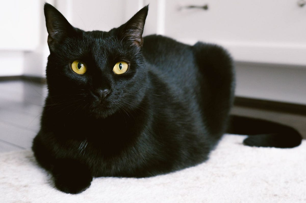 10 Beautiful Black Cat Breeds That Will Steal Your Heart - AceCrypto ...