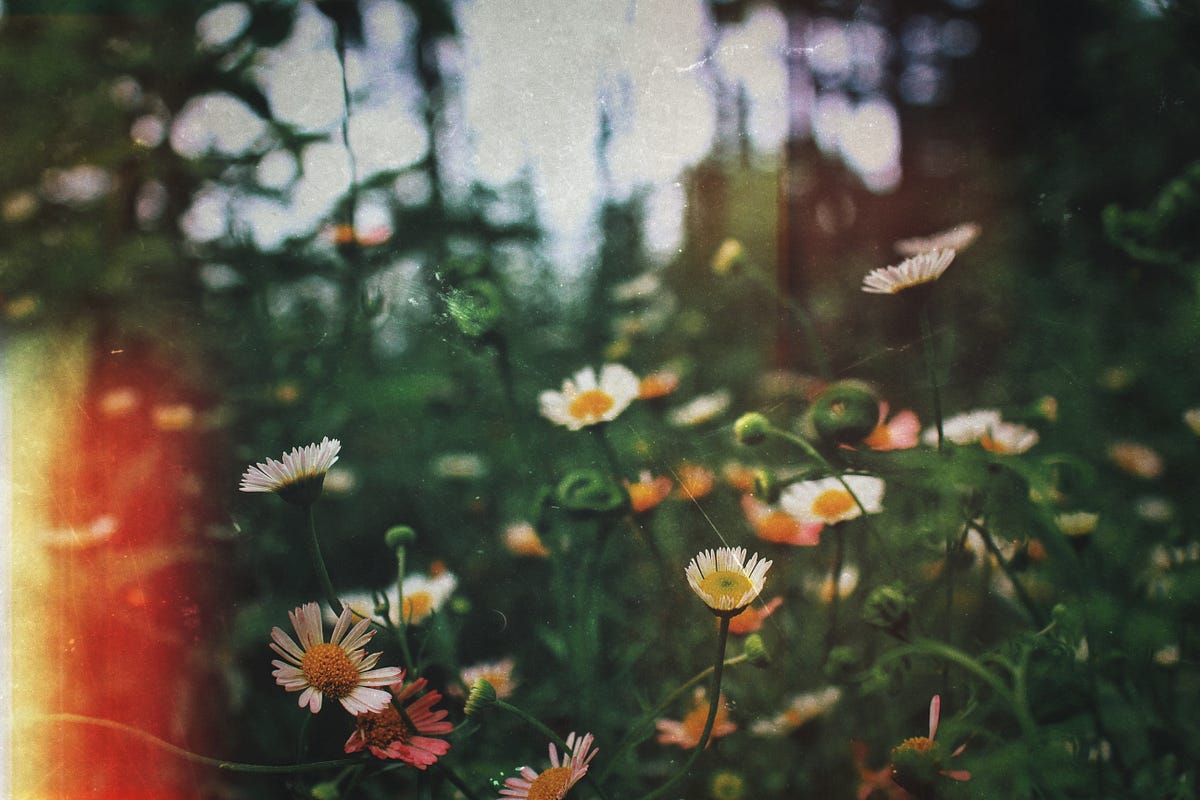 I’ll Try My Best. A poem on self-loathing and ingenuity | by S.P Sacker ...