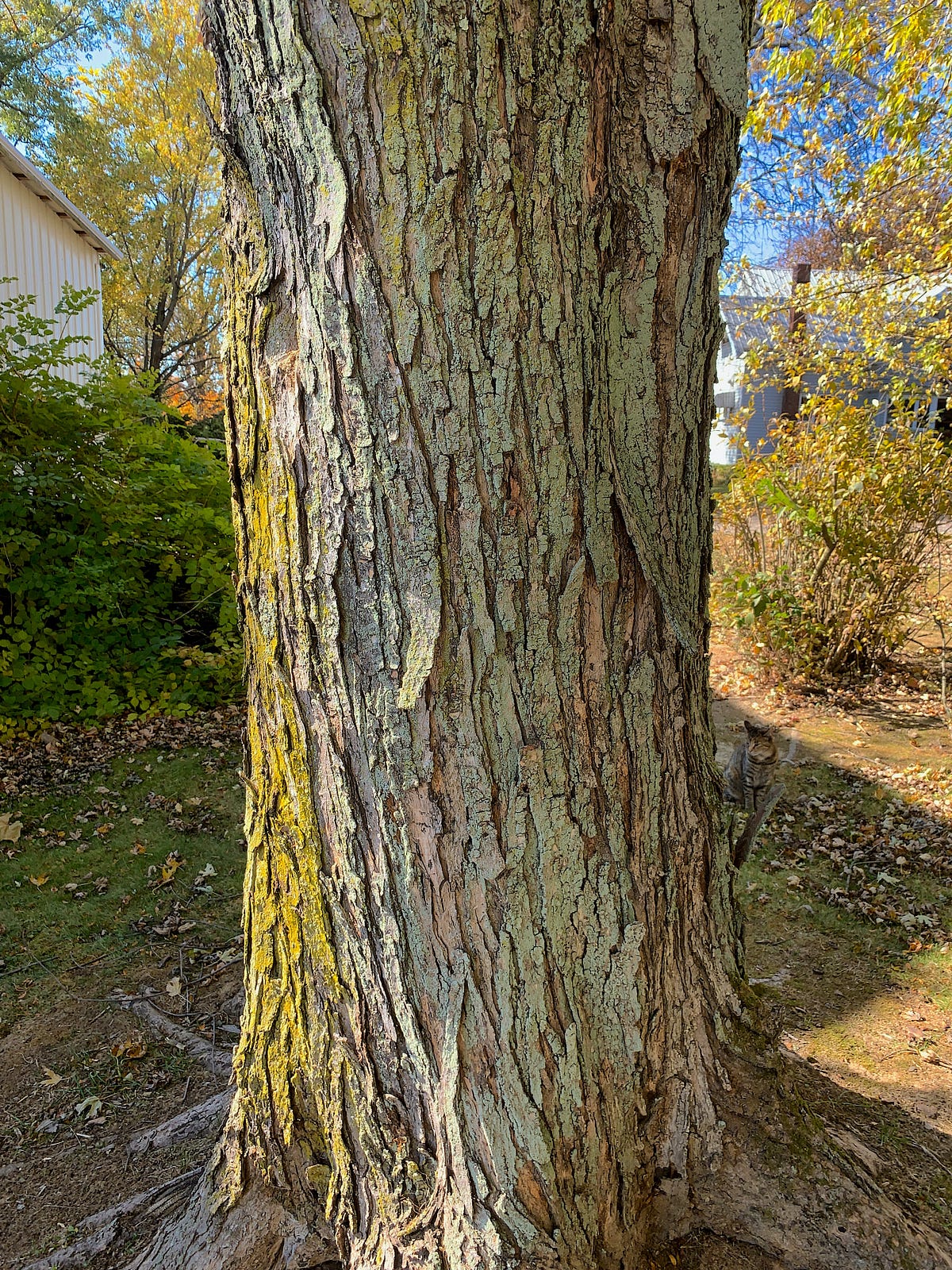 Iowa’s State Tree and the Forests of Iowa | by C. L. Beard | Writers ...