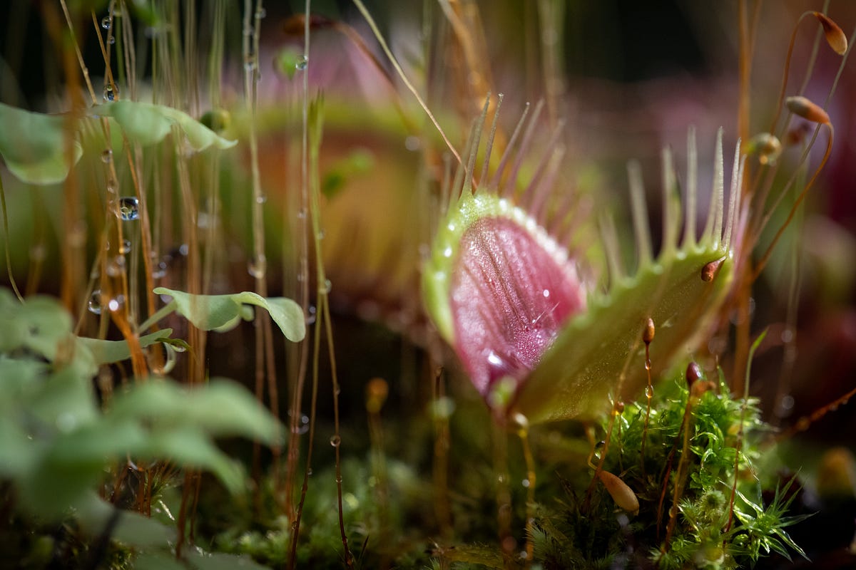 Super Anticancer Agent Number Nineteen — Carnivora (Venus flytrap) | by ...
