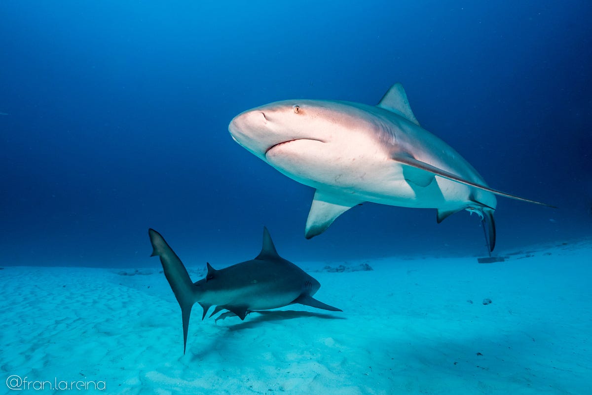 Exploring the Depths: The Captivating Benefits of Bull Shark Diving in ...