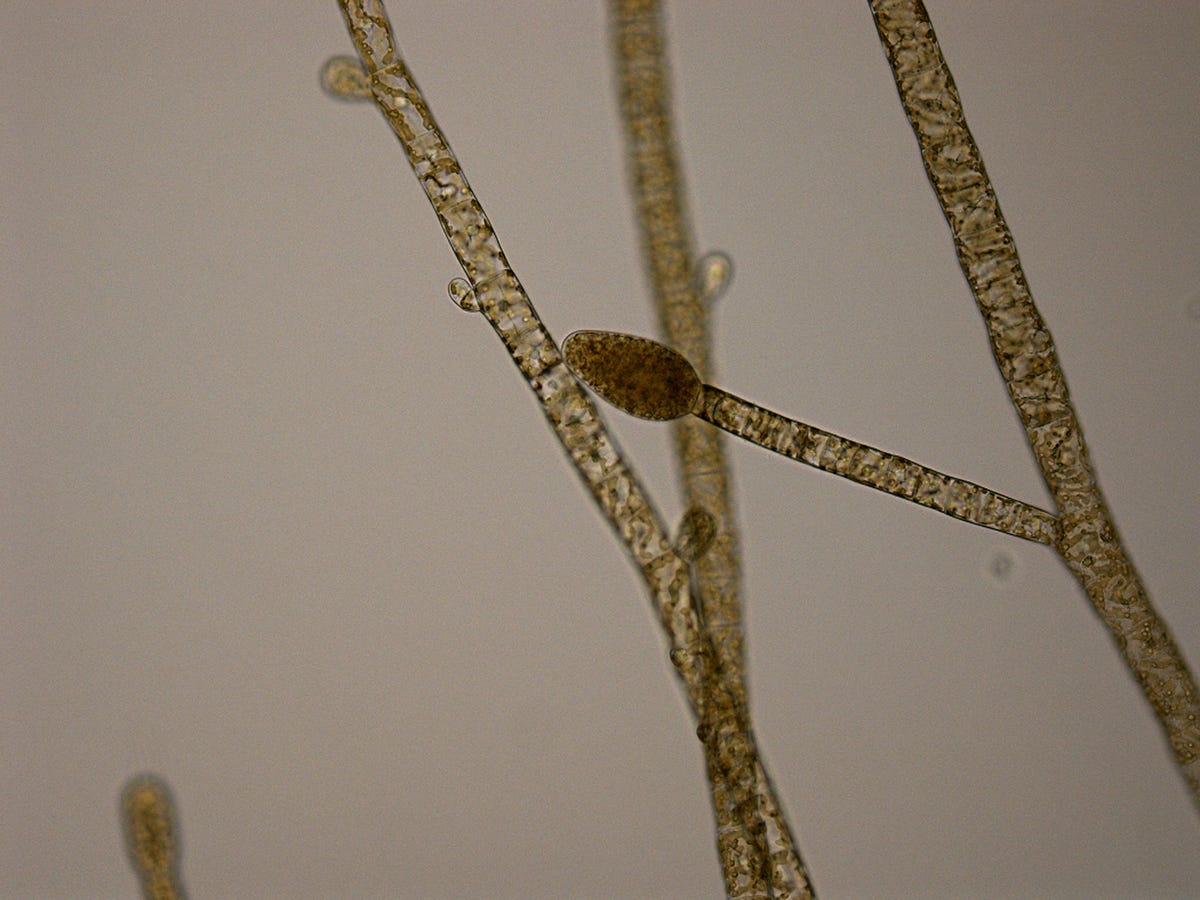 The double life of brown algae. Brown algae exhibit life-cycle-related ...