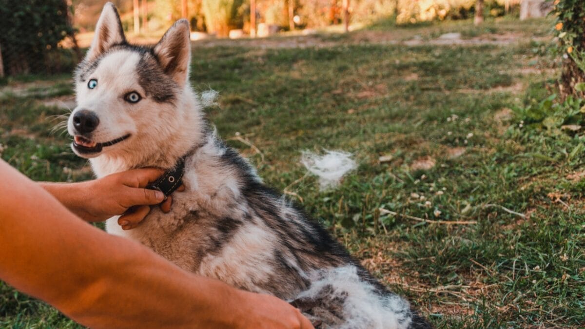 11 Dogs That Shed the Worst | by Davin Eberhardt | May, 2024 | Medium