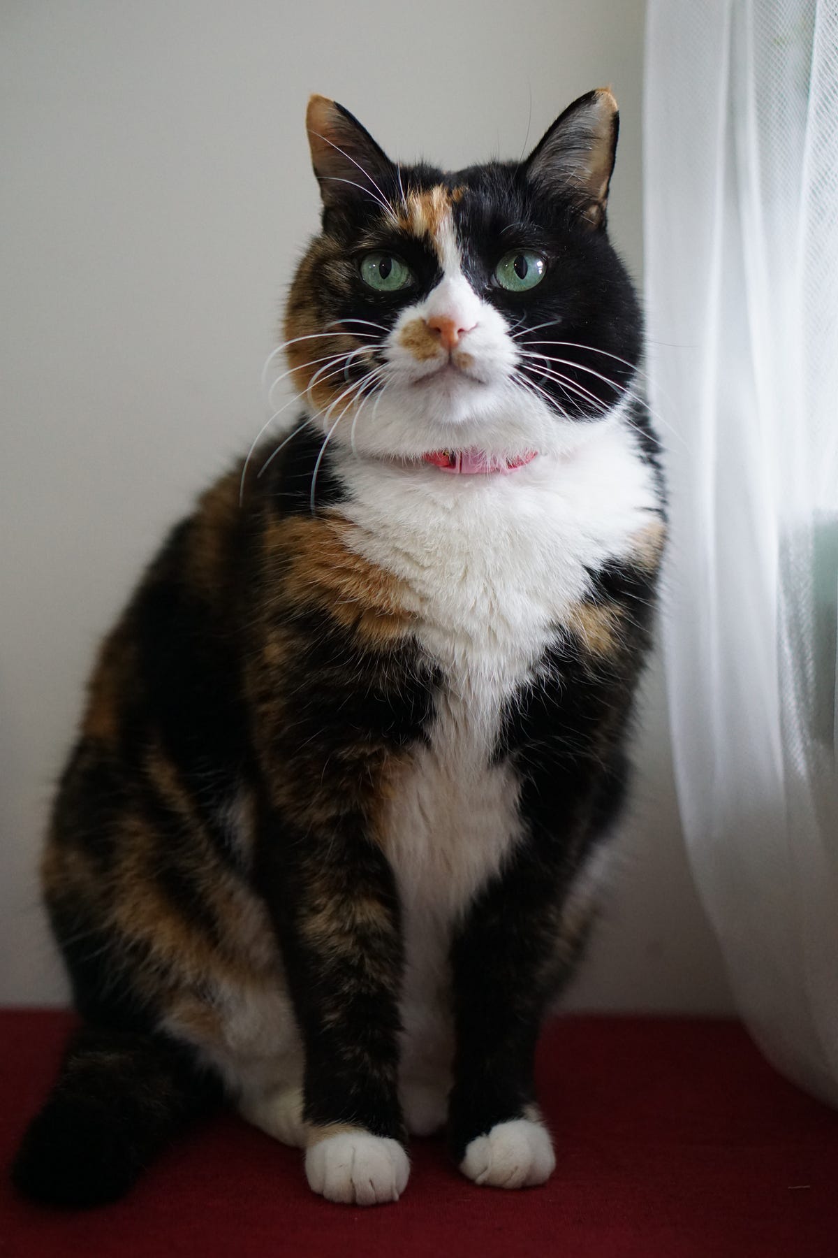 Unexpected Housewarming. The Tale of the Serendipitous House Cat | by ...