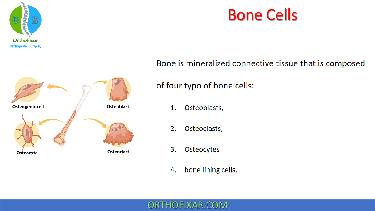 Development Of Osteoblasts And Osteoclasts From Bone