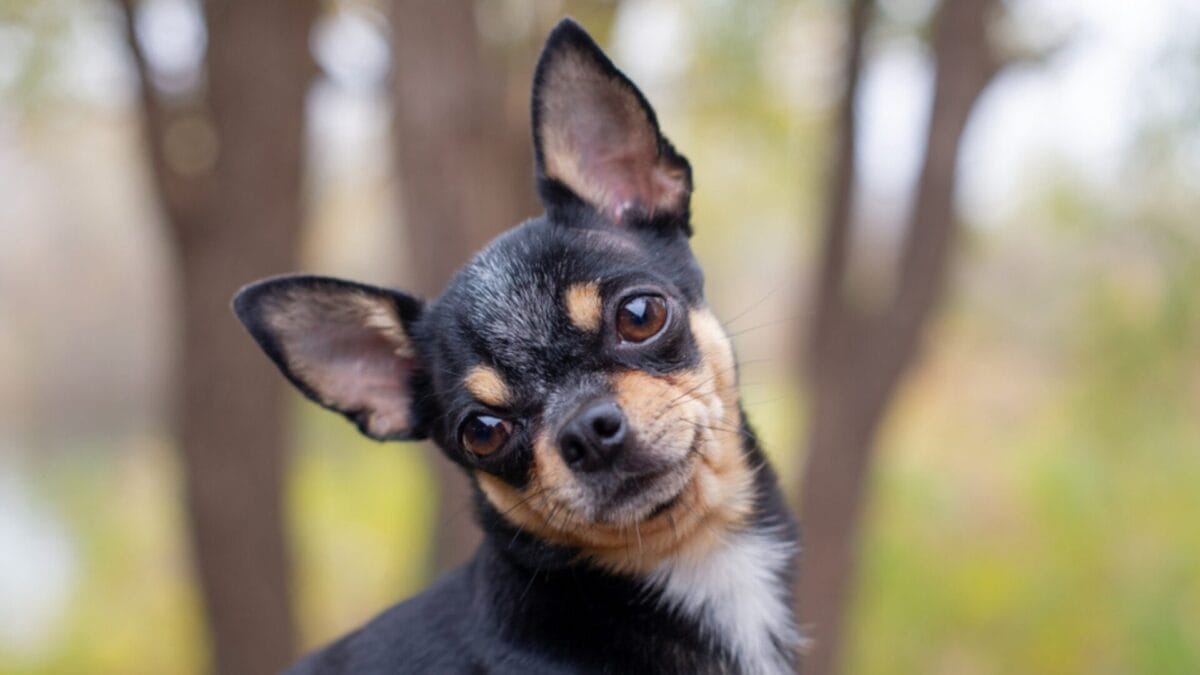 Study Challenges Fear of 10 ‘Aggressive’ Dog Breeds” | by Davin ...