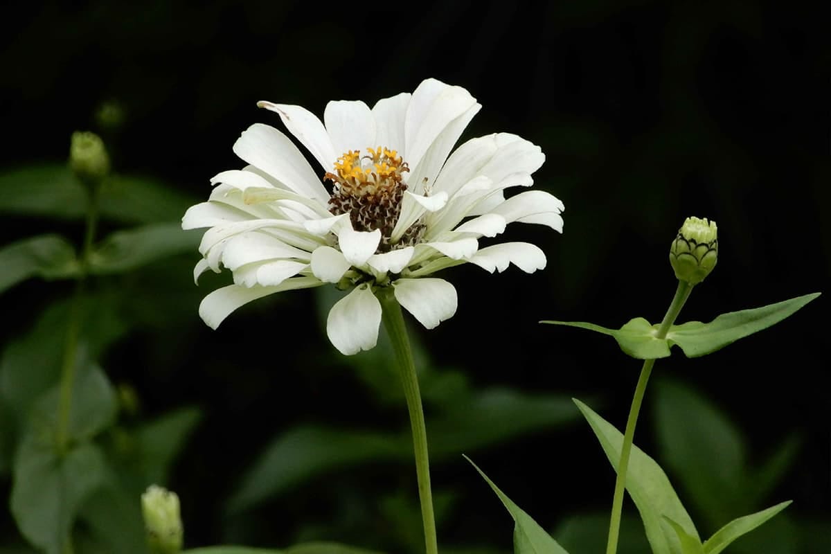 Learn About The Zinnia: Basics, Types, Growth & Care，Value and More ...