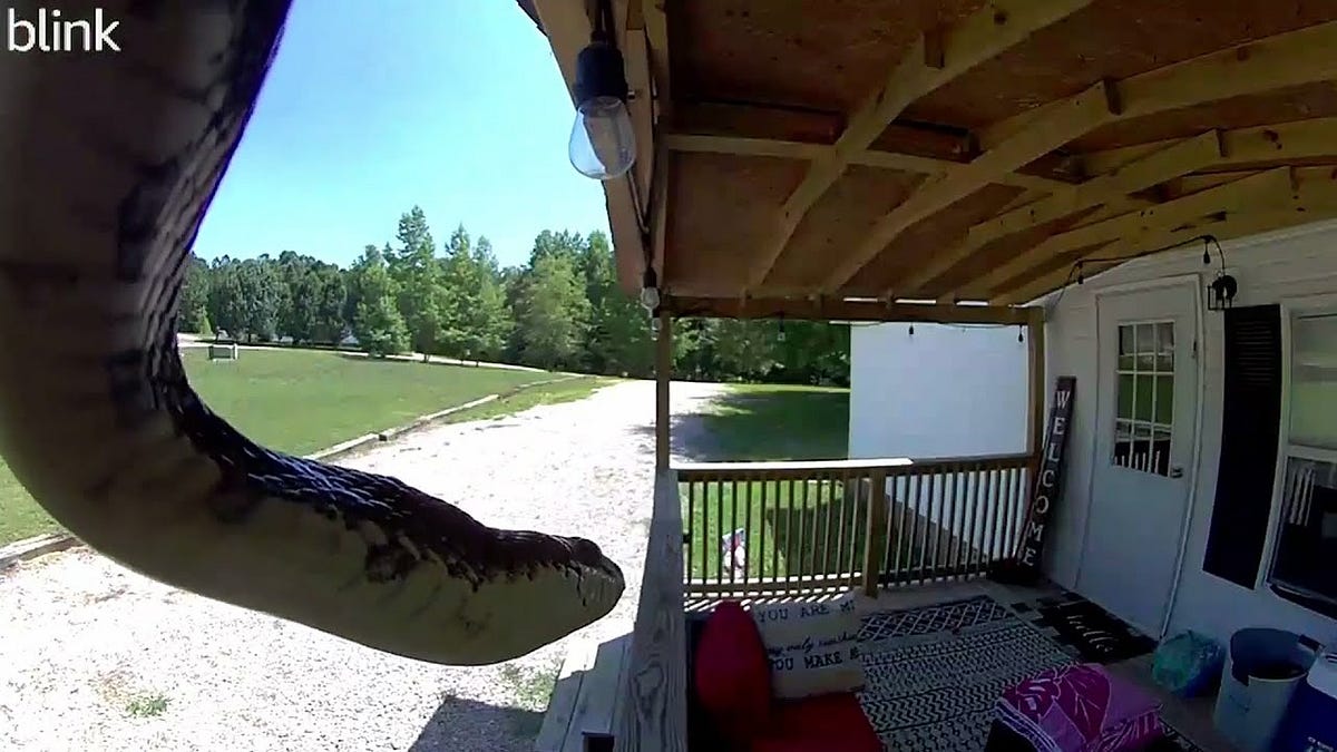 Snake Caught Slithering Over Doorbell Camera | Doorbell Camera Video ...