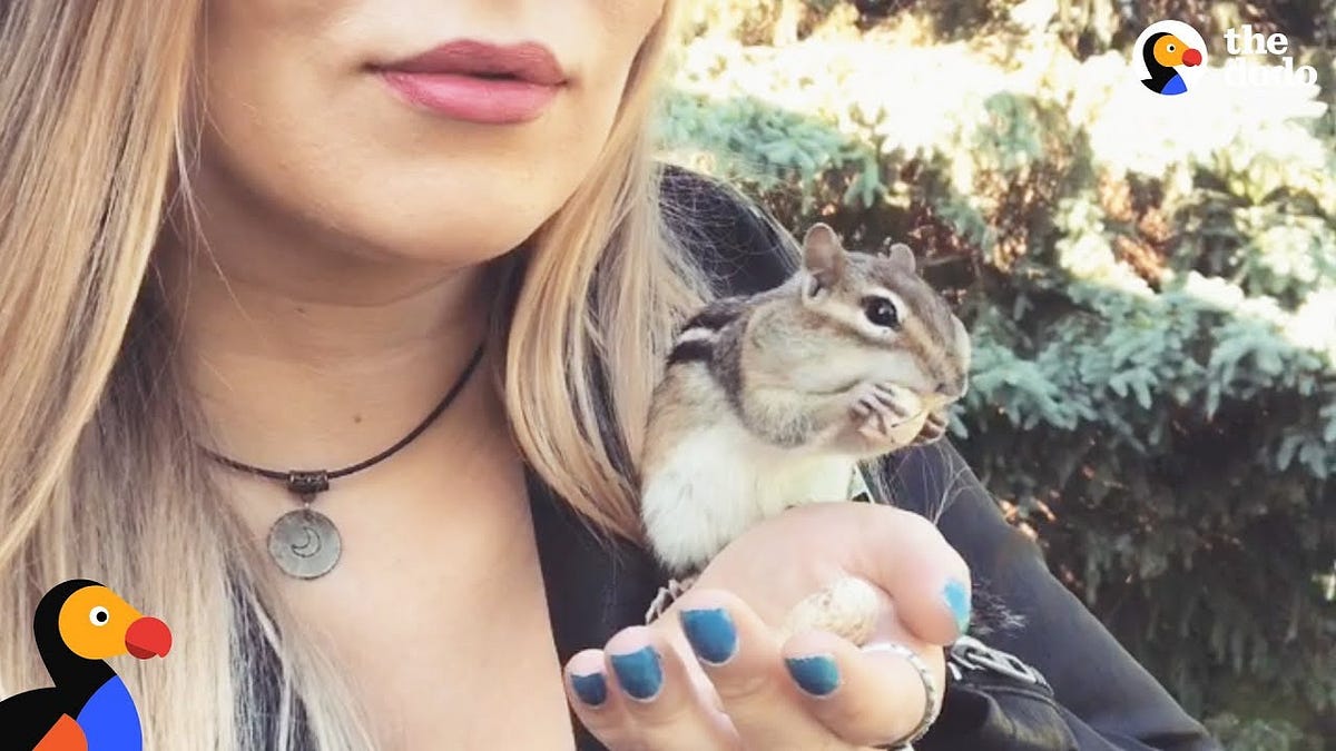 Exploring the Friendliness of Chipmunks Towards Humans: A Natural ...