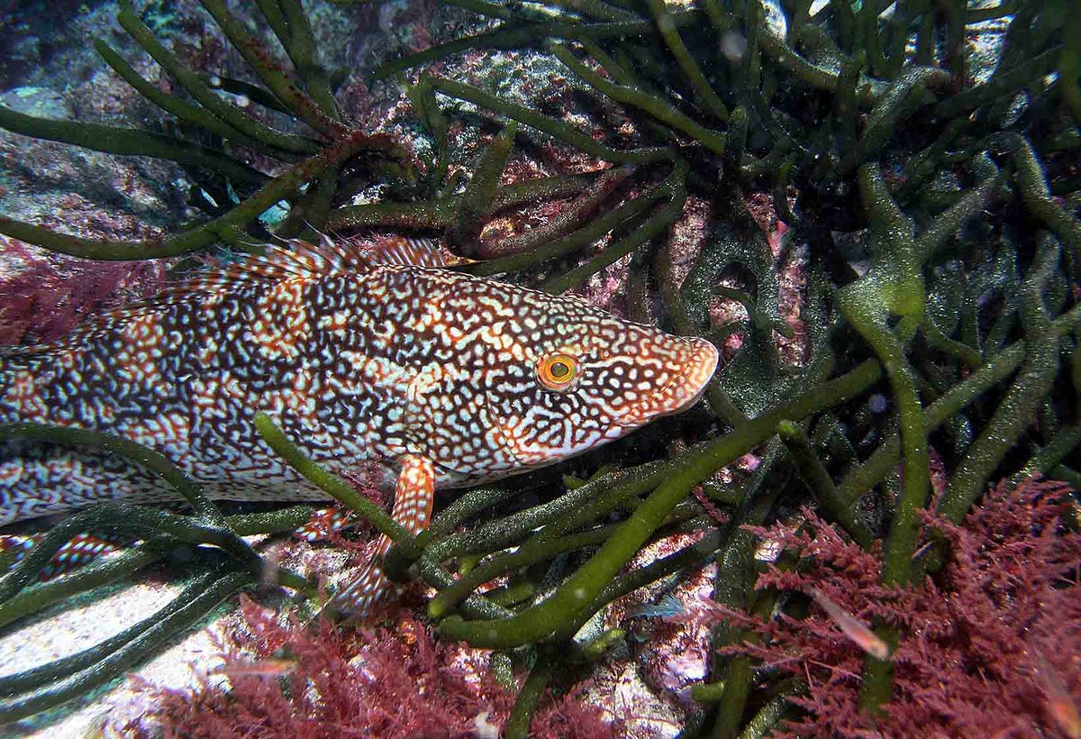 Why Ballan Wrasse is Popular as Cleaner Fish | by Goblecortn | Medium