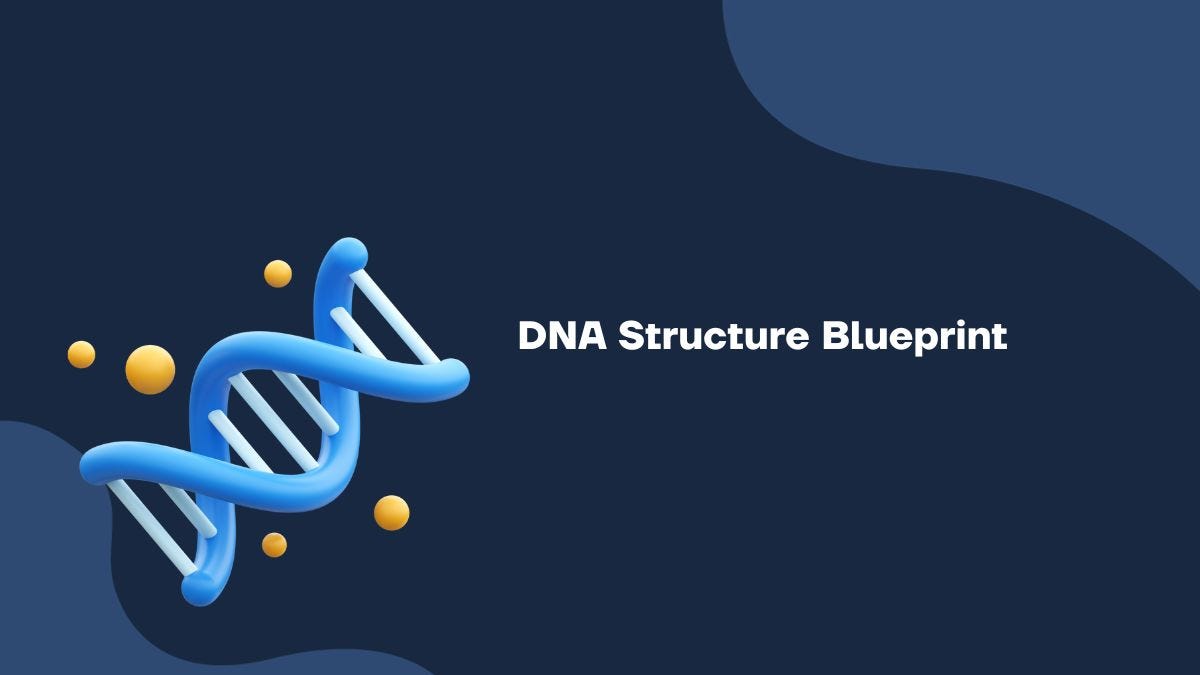 DNA Structure | Medium