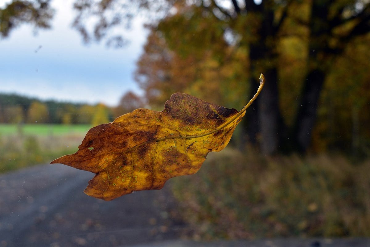Spinning Leaf - Words, Ideas, Thoughts - Medium