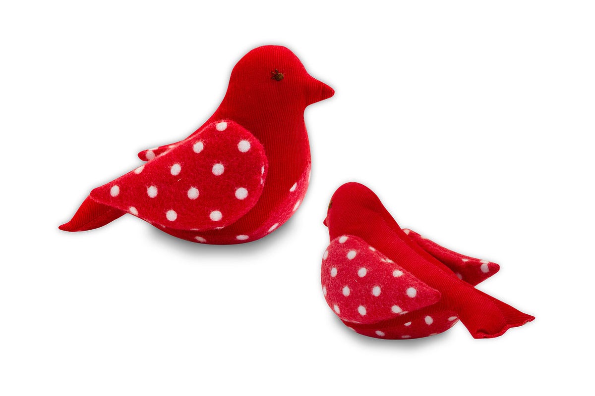 Bella Bird | by Yayoikusama | Jun, 2024 | Medium