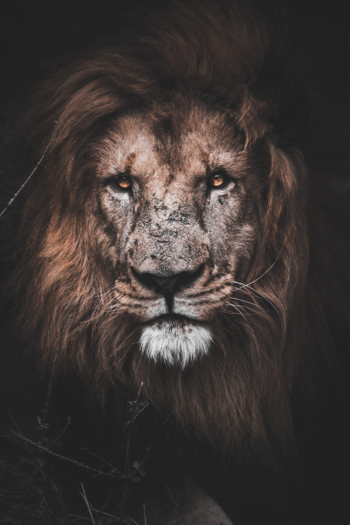 The Story of a Champion. King David of Israel was a beloved king… | by ...