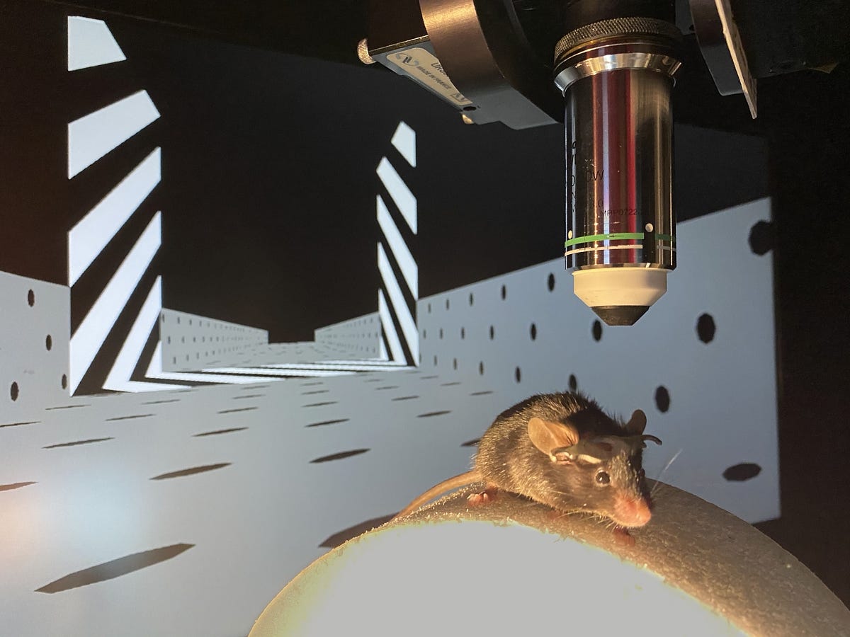 Virtual reality for mice. Mice exploring a virtual reality world… | by ...
