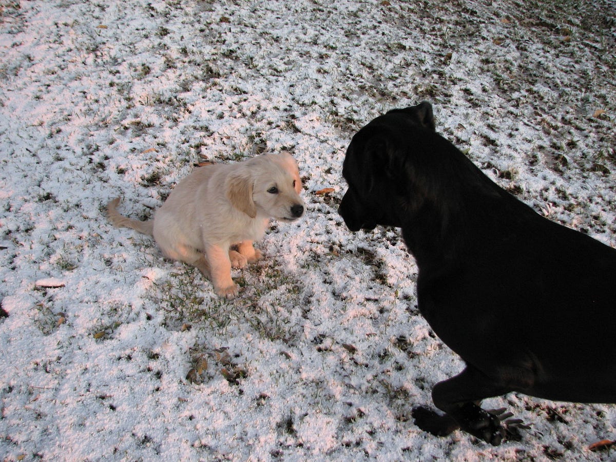 Arrogance and Ignorance. The Dance | by Kathryn Marshall | Medium