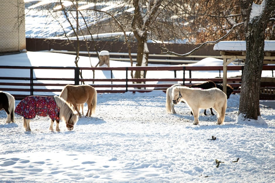 Cold Weather And Your Animals | by Bigwighosts | Medium