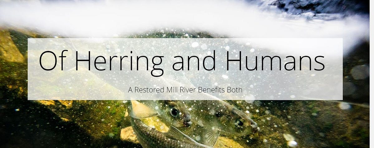 Of Herring and Humans | by U.S. Fish & Wildlife Service Northeast ...