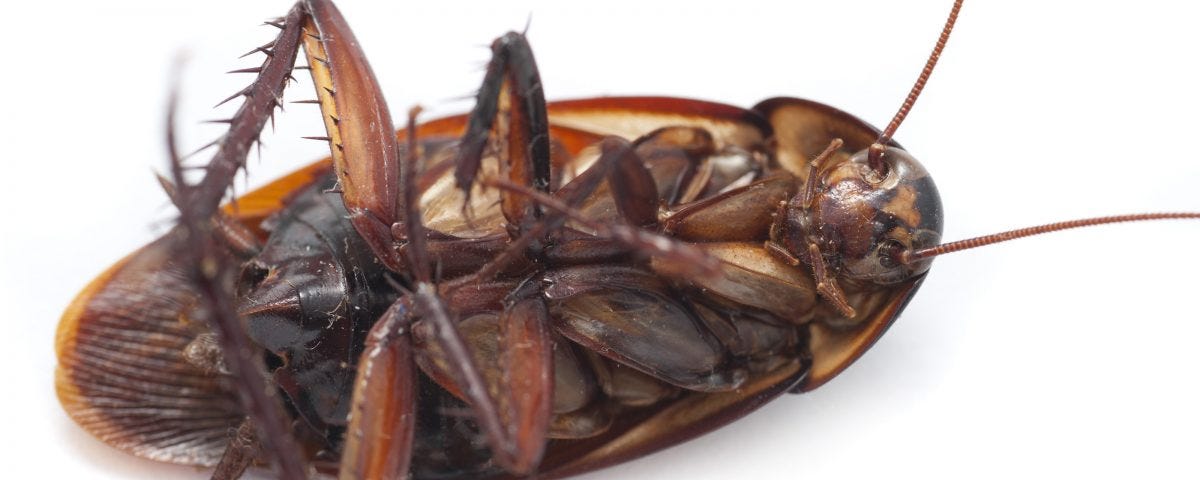 12 things you MUST know about Cockroaches!!! | by Bakhtiyar Khan | Medium