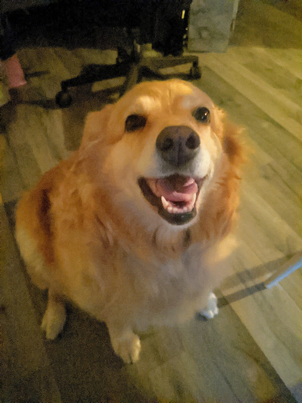 Talking pseudocode to a dog has its benefits | by S.R. Laing | Medium