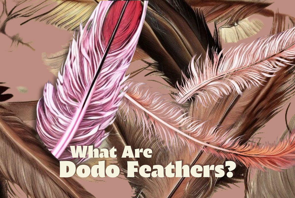 What Are Dodo Feathers?. The dodo is often used to represent… | by ...