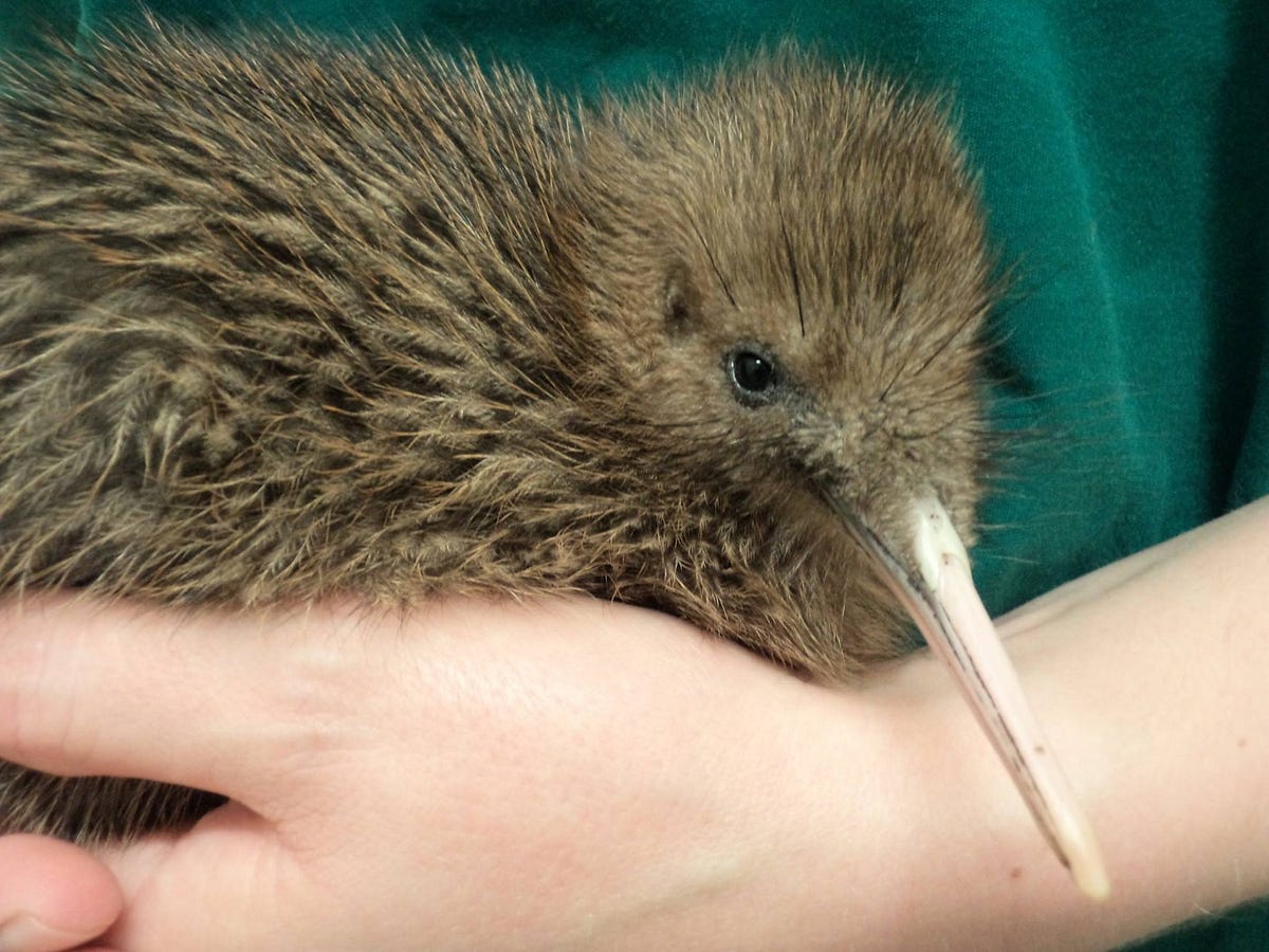 The plight of the flightless New Zealand bird | by Robert Lawrence ...