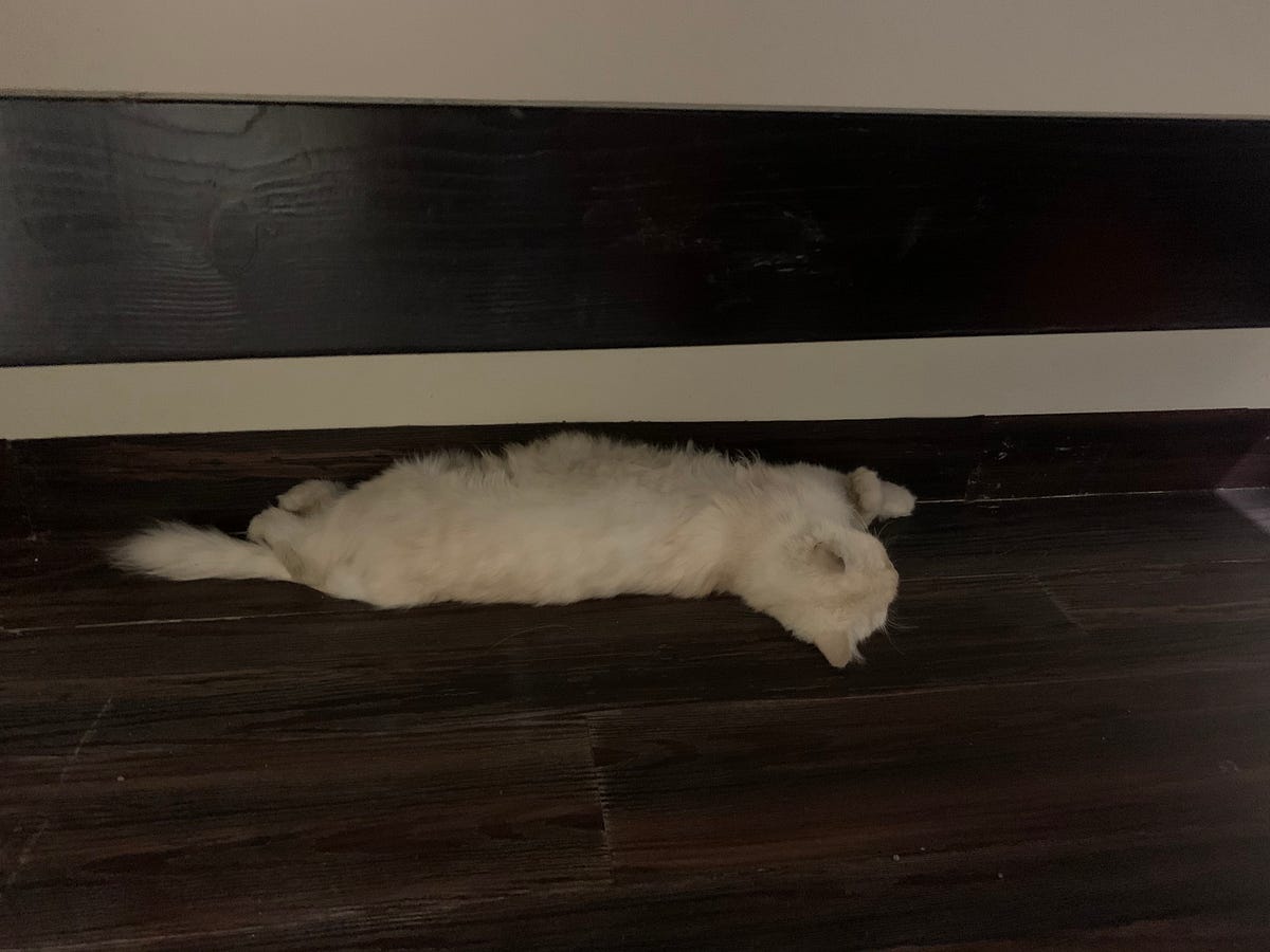 Animal Rights. Lack of awareness about animal rights… | by Rida Noman | Medium